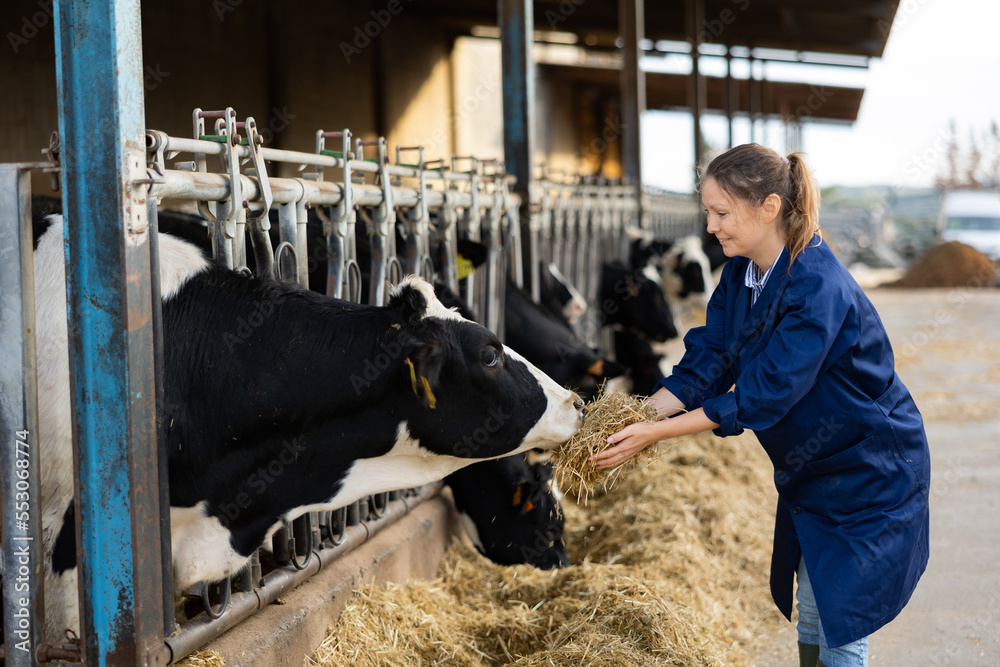 Dairy Farm Worker Jobs in Canada With Free Visa Sponsorship ...